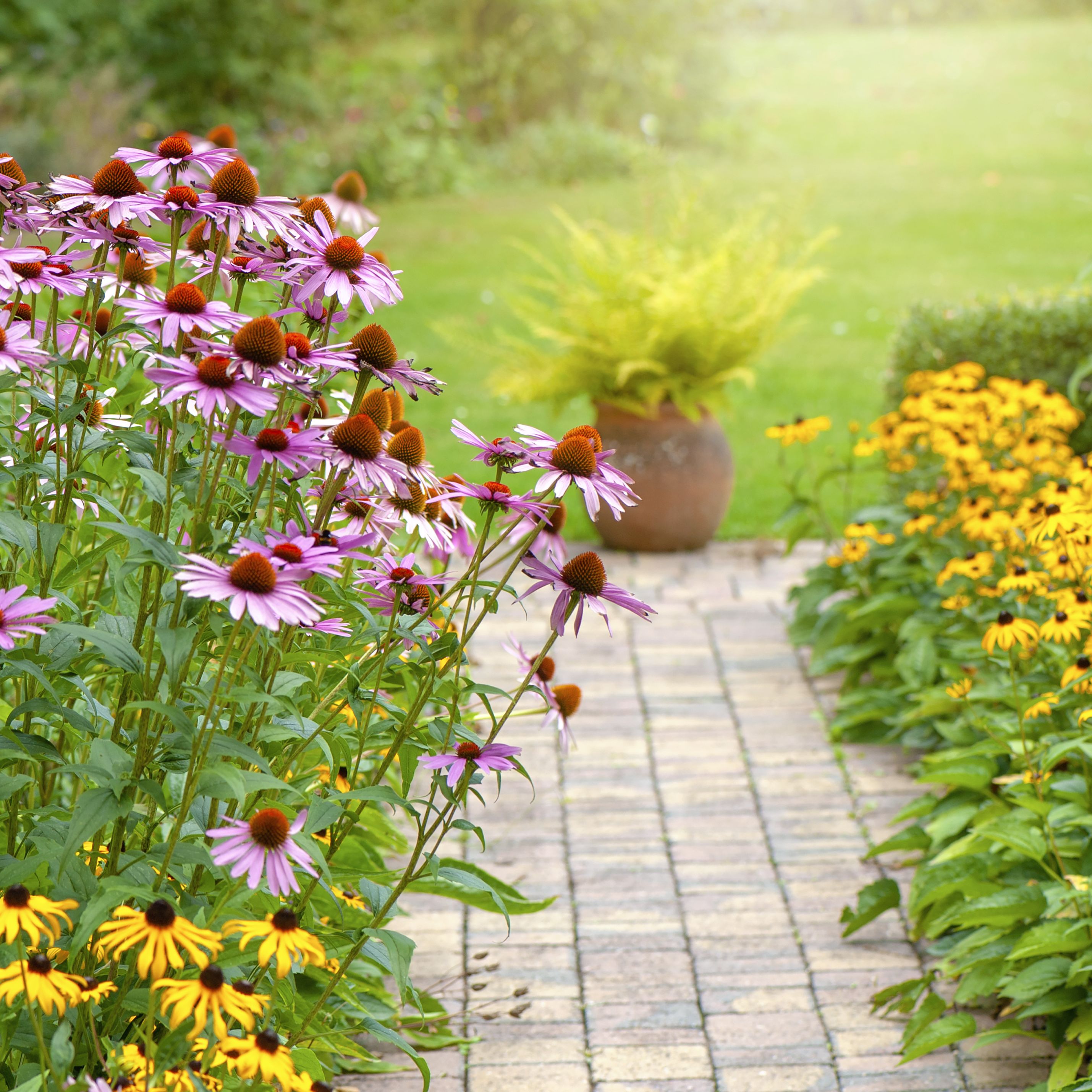 Enclosed Gardens Full Sun Perennial