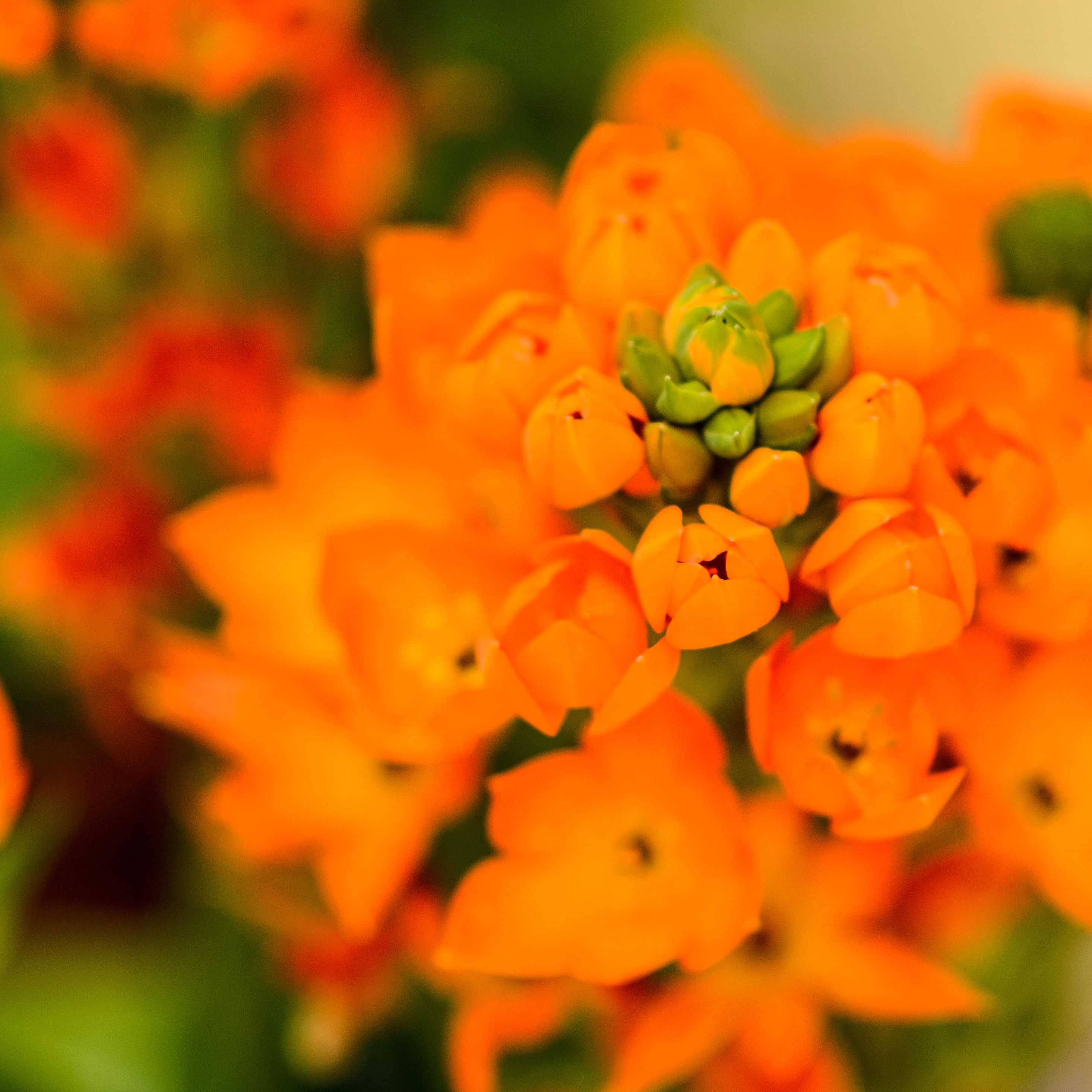 Orange Star Flowers