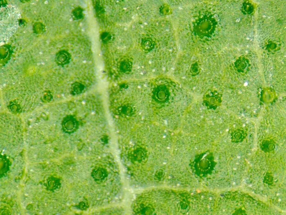 What Is The Function Of Plant Stomata Structure Of Individual Stomata