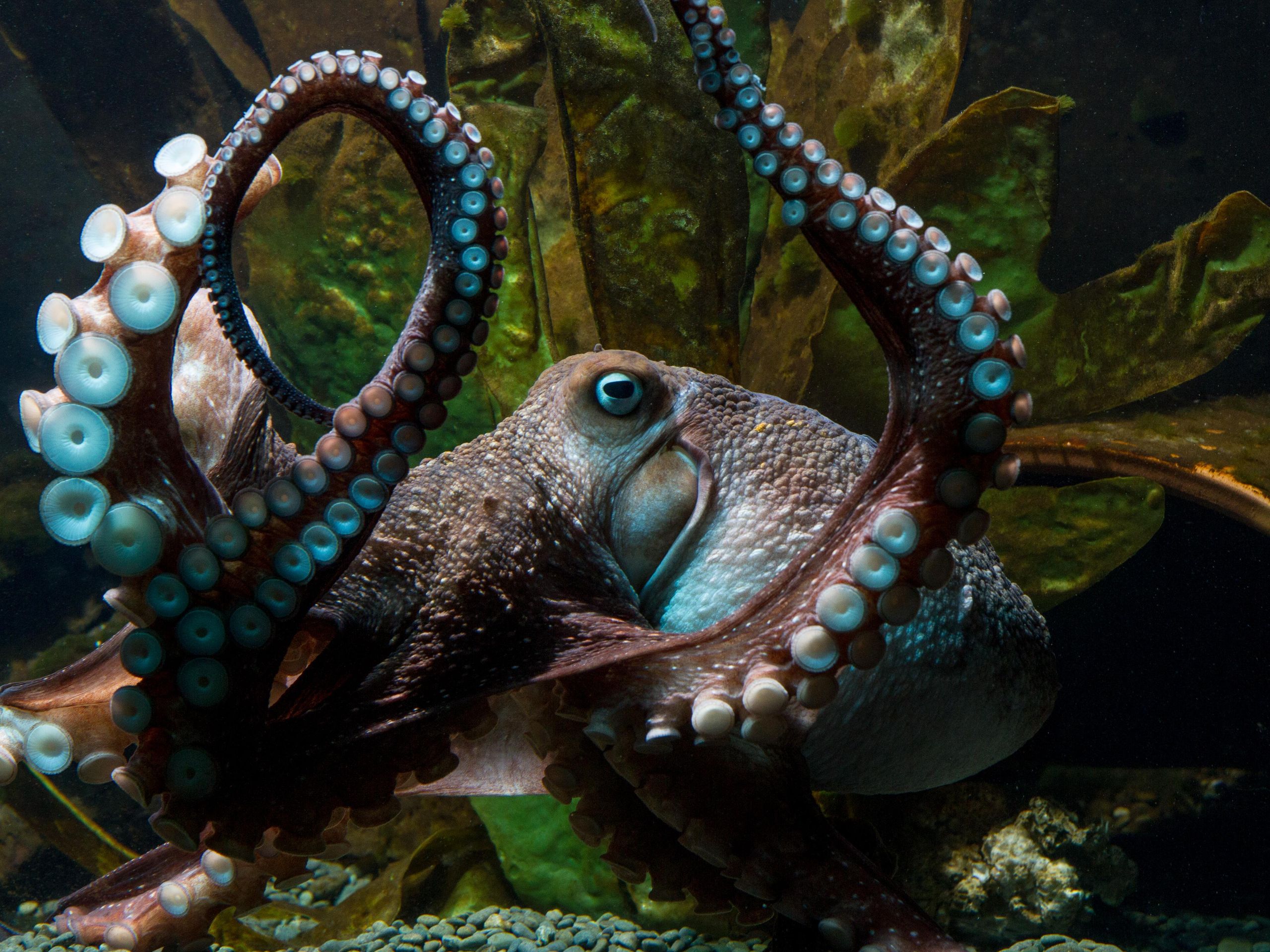 How Long Can Octopus Stay Out Of The Water