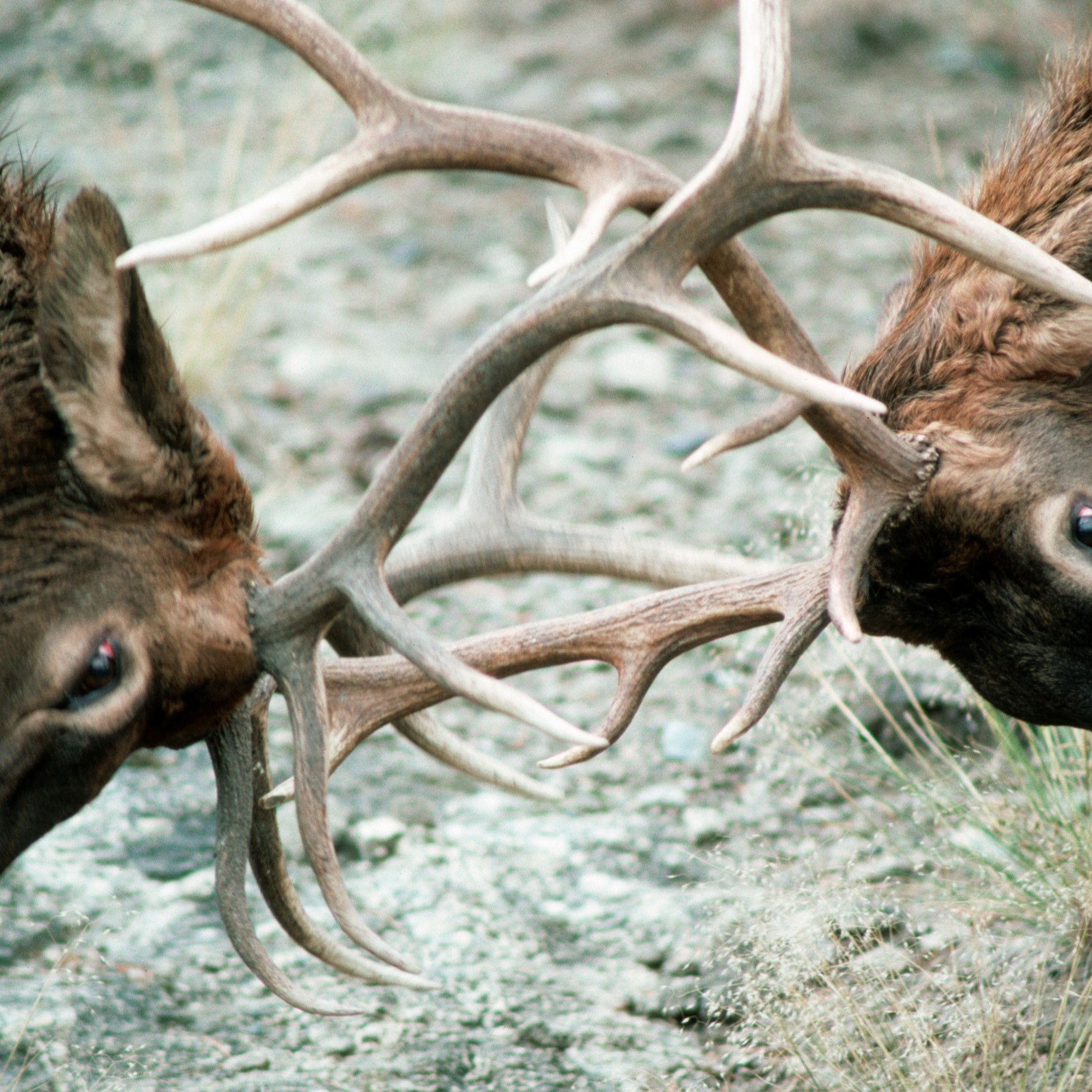 Elk Fighting Gate