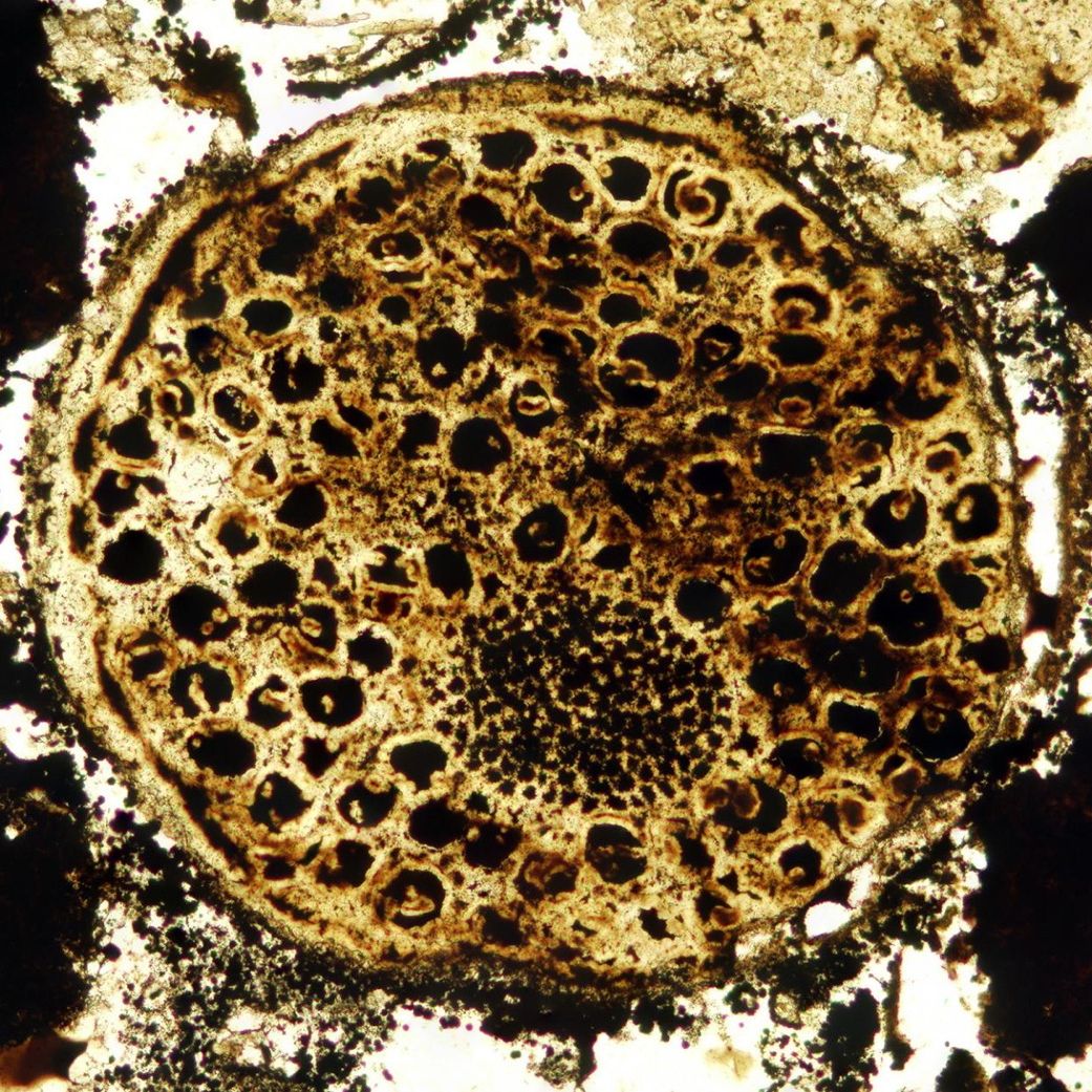 Earliest Multicellular Organisms