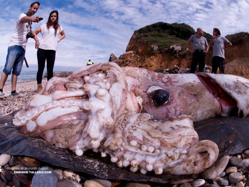Largest Giant Squid In The World