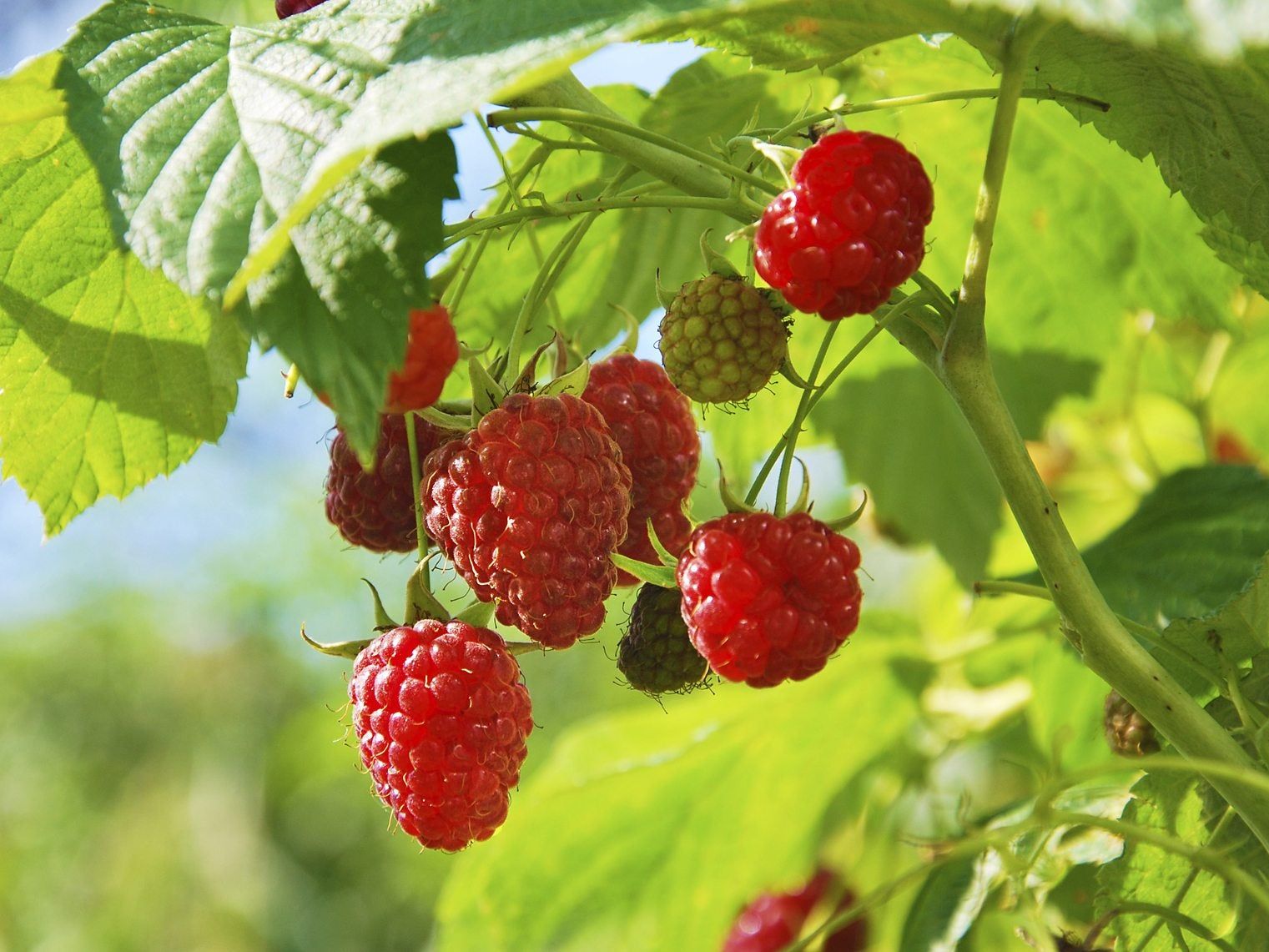 Raspberry Growing In Pots Raspberry Container Care: How To Plant