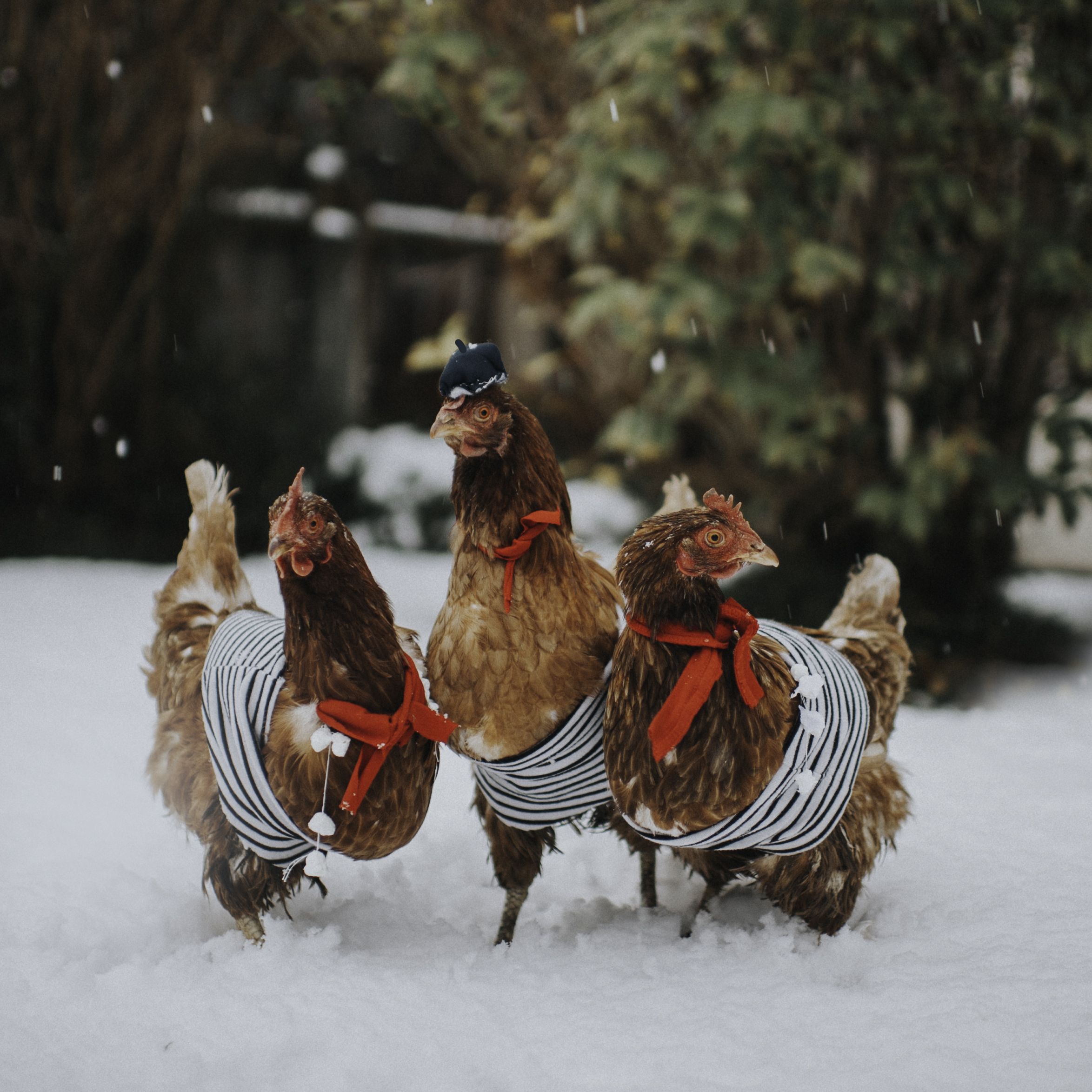 Can Chickens Wear Clothes