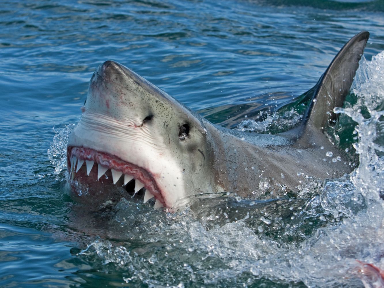 Shark Eating Sea Turtle