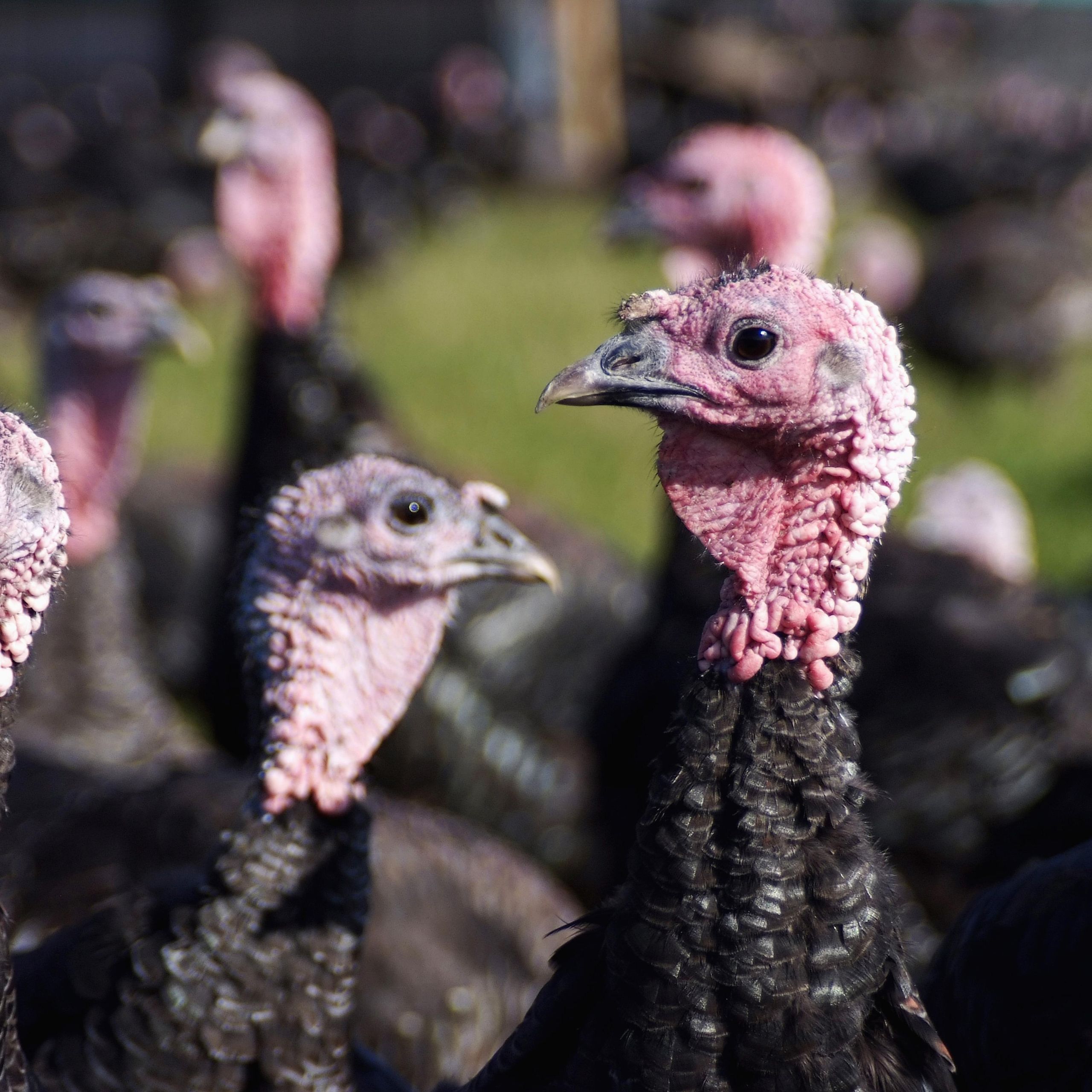 What Is Turkey Bird Called In India