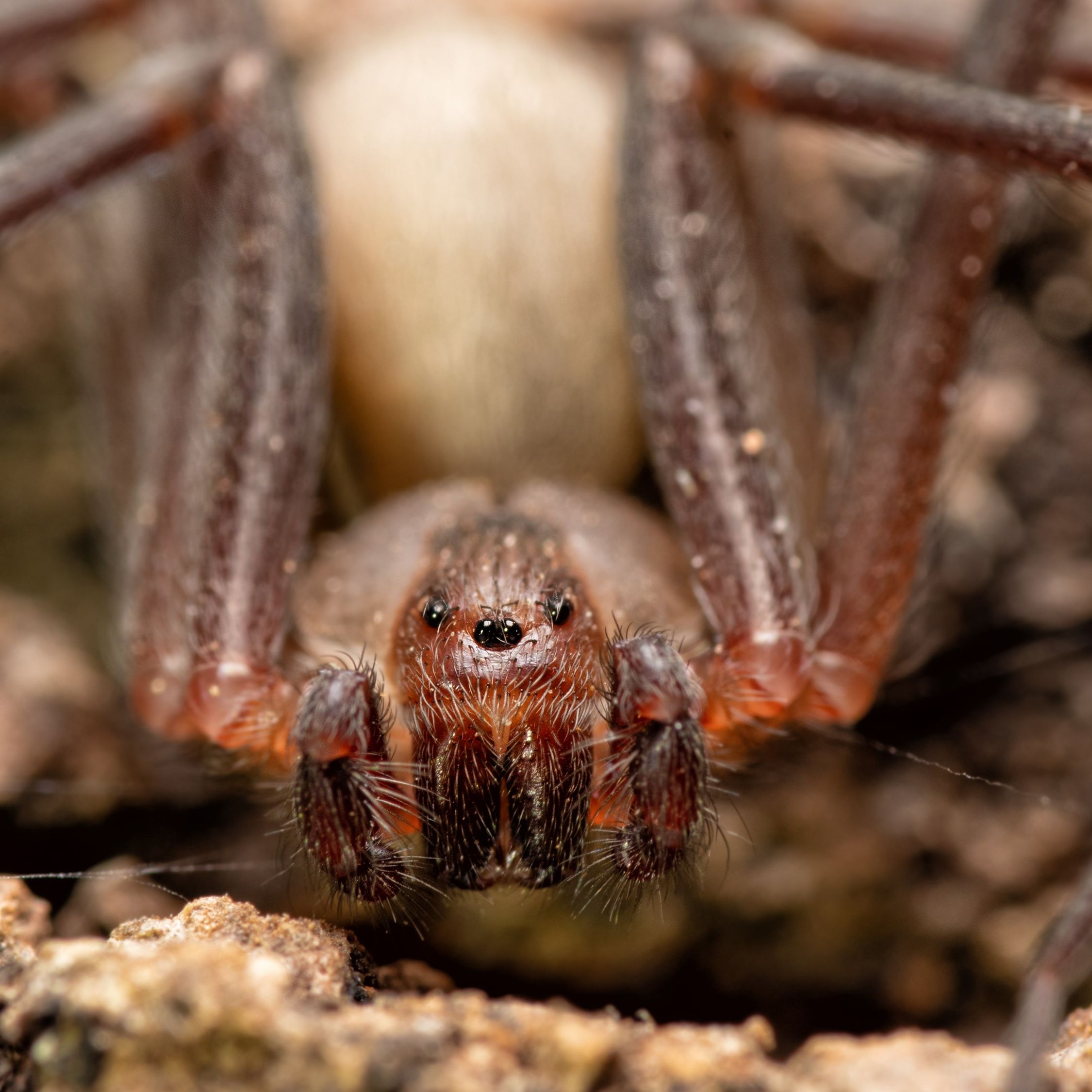 Purple Violin Spider