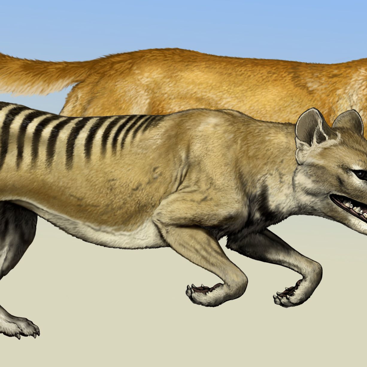 Thylacine Tasmanian Wolf