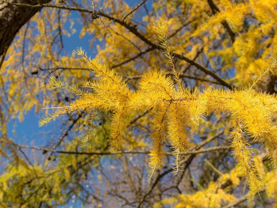 Color Changing Trees