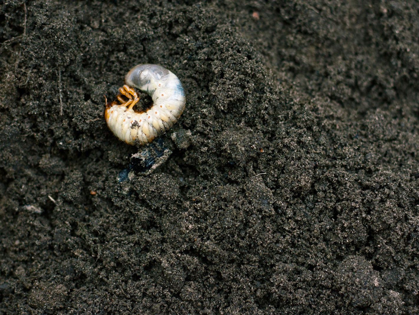 Houseplant Worms Pictures - Infoupdate.org