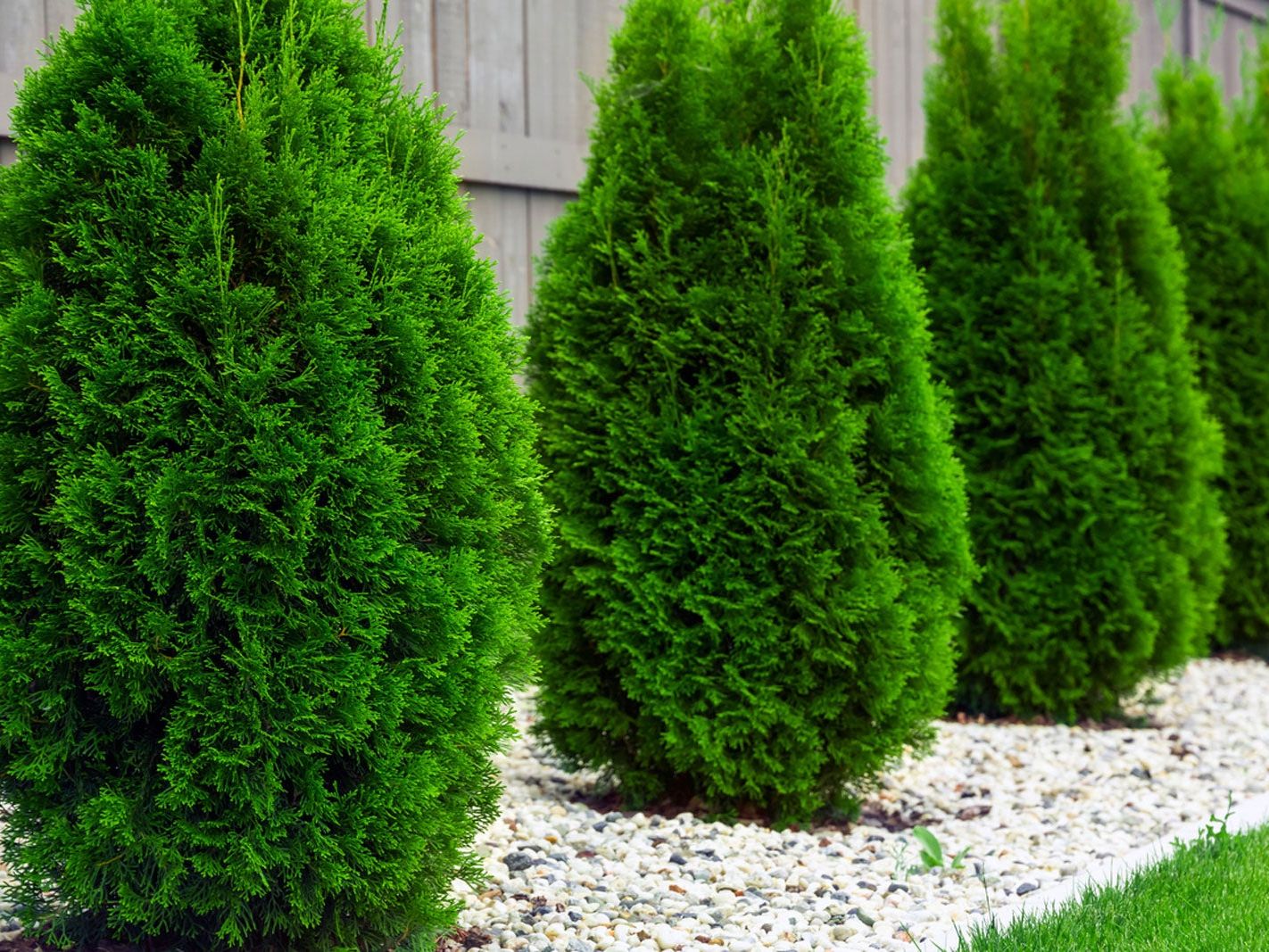 10 Different Types Of Arborvitae Trees