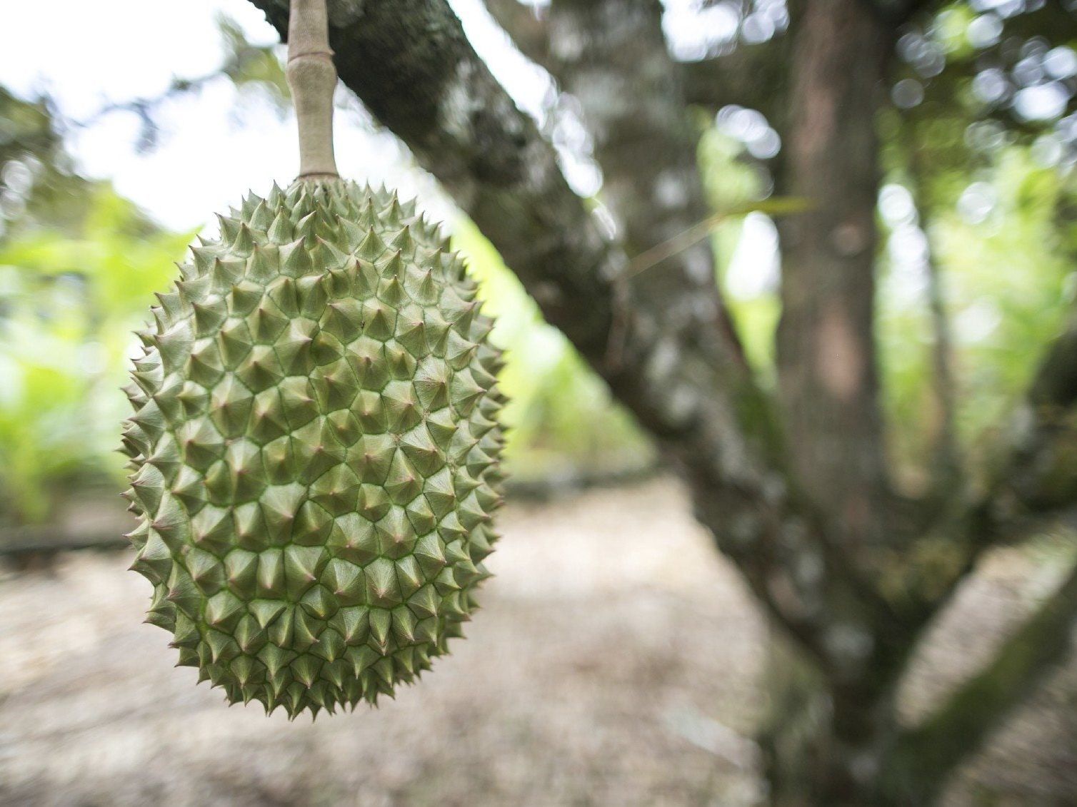 Durian Tree In Rainforest