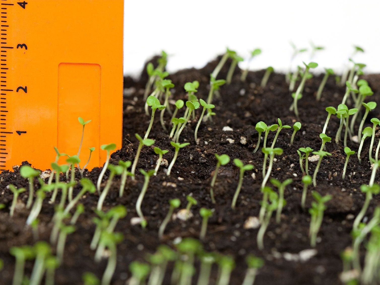 Vegetable Garden Plant Spacing Guide How To Start A Garden – 10