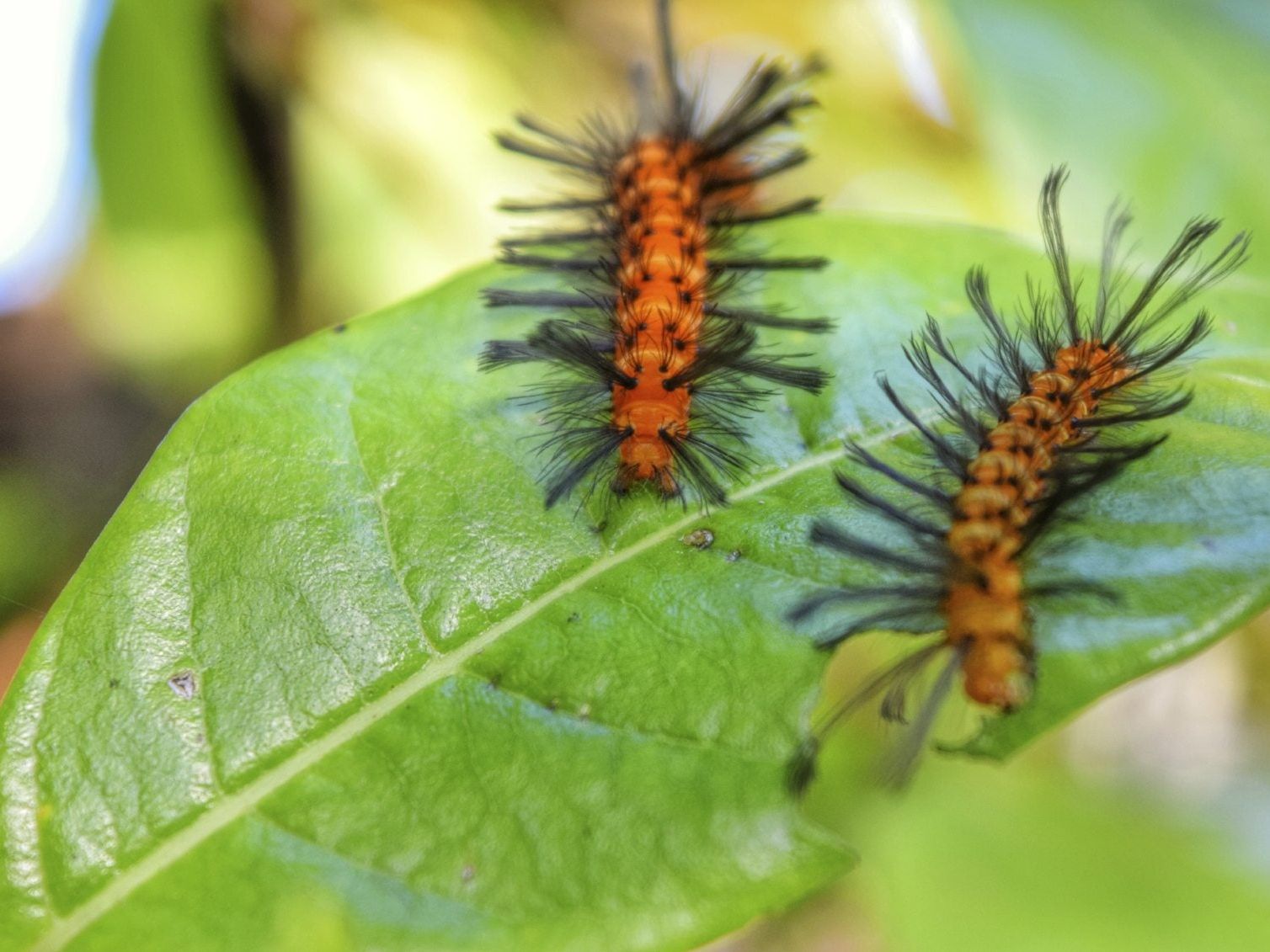Moth Larvae