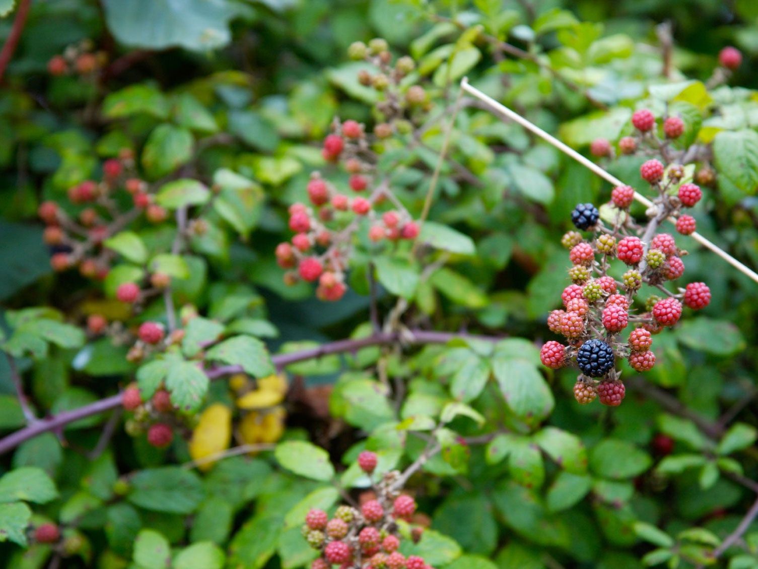 Blackberry Bush Leaves