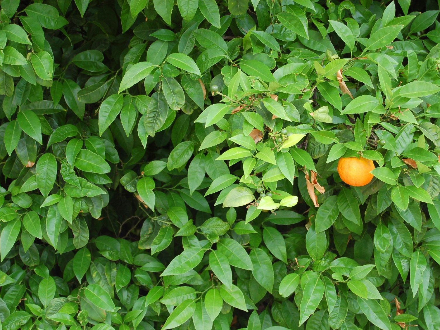 Orange Tree Health Issues In India - Infoupdate.org