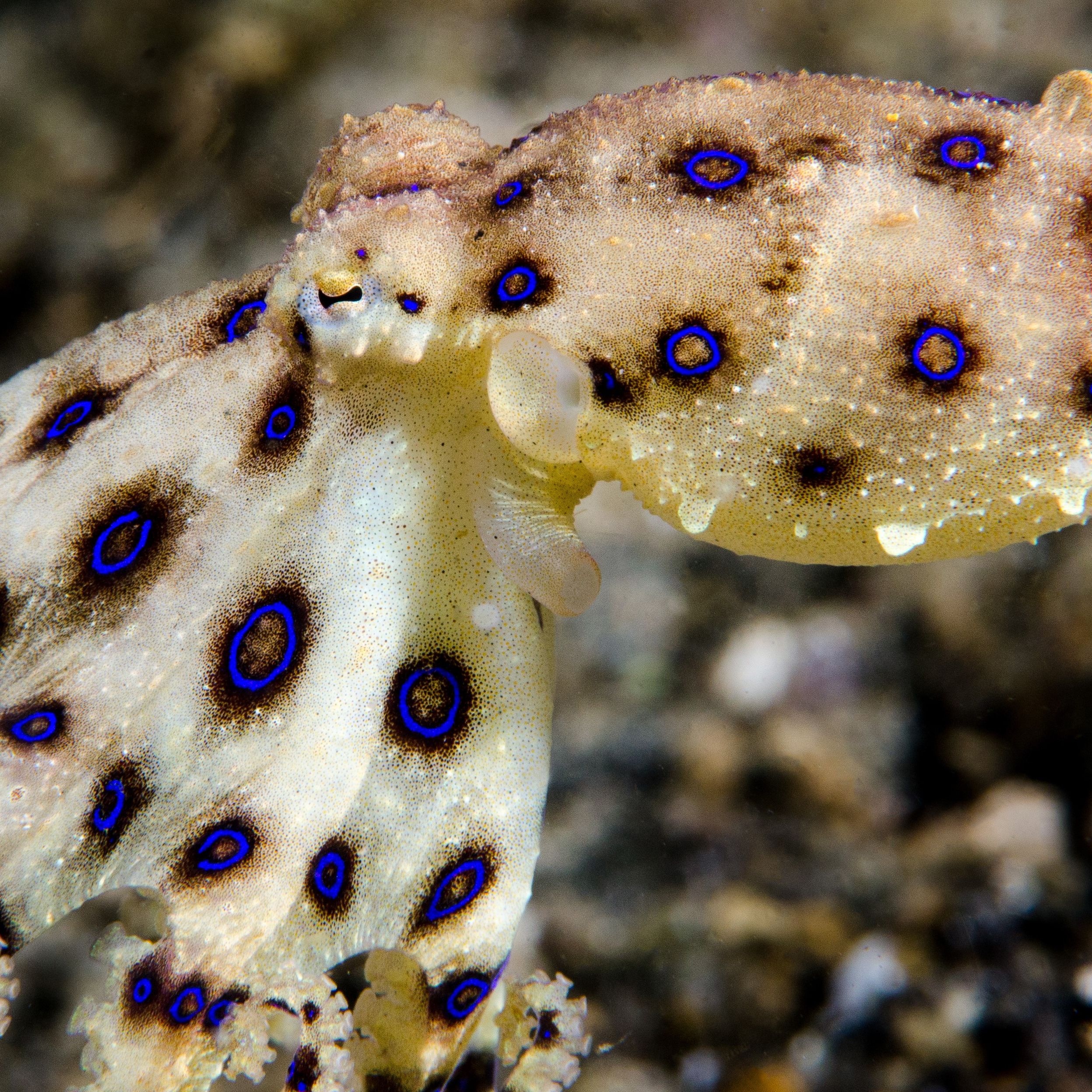 Blue Ringed Octopus Venom Symptoms