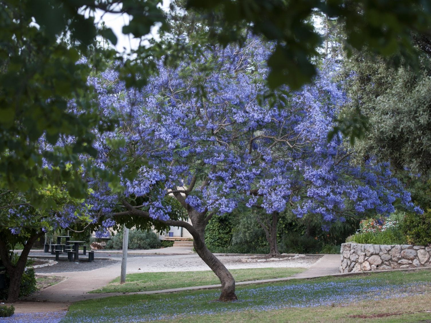 Jacaranda Tree Growing Zone Jacaranda Flower #3644 | Scientific: