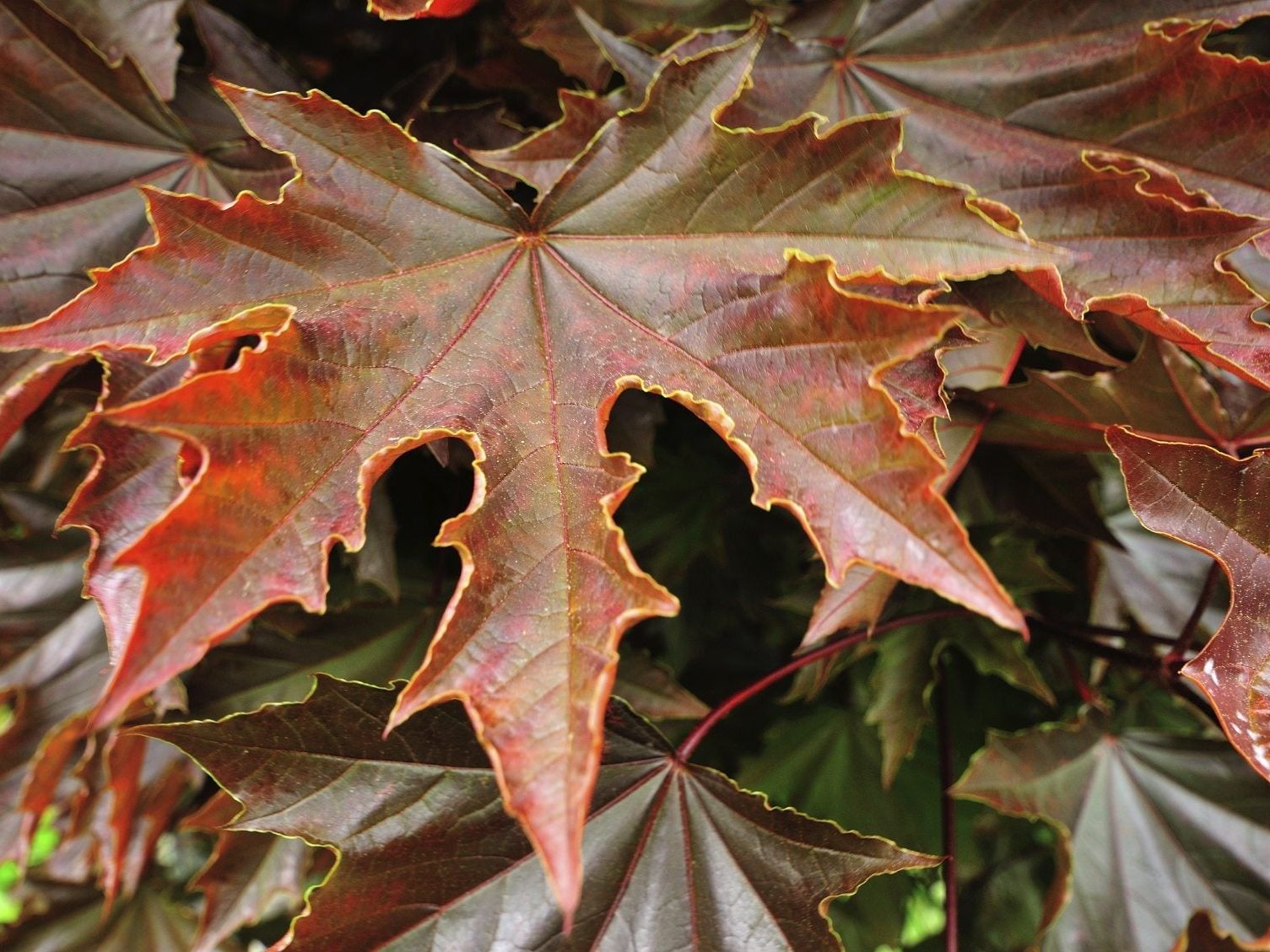 Maple Leaf Identification