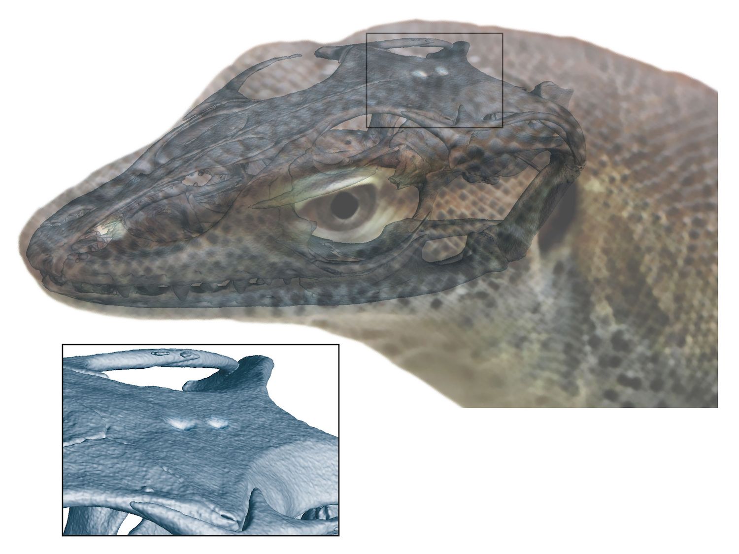 How Do Reptile Eyes Work