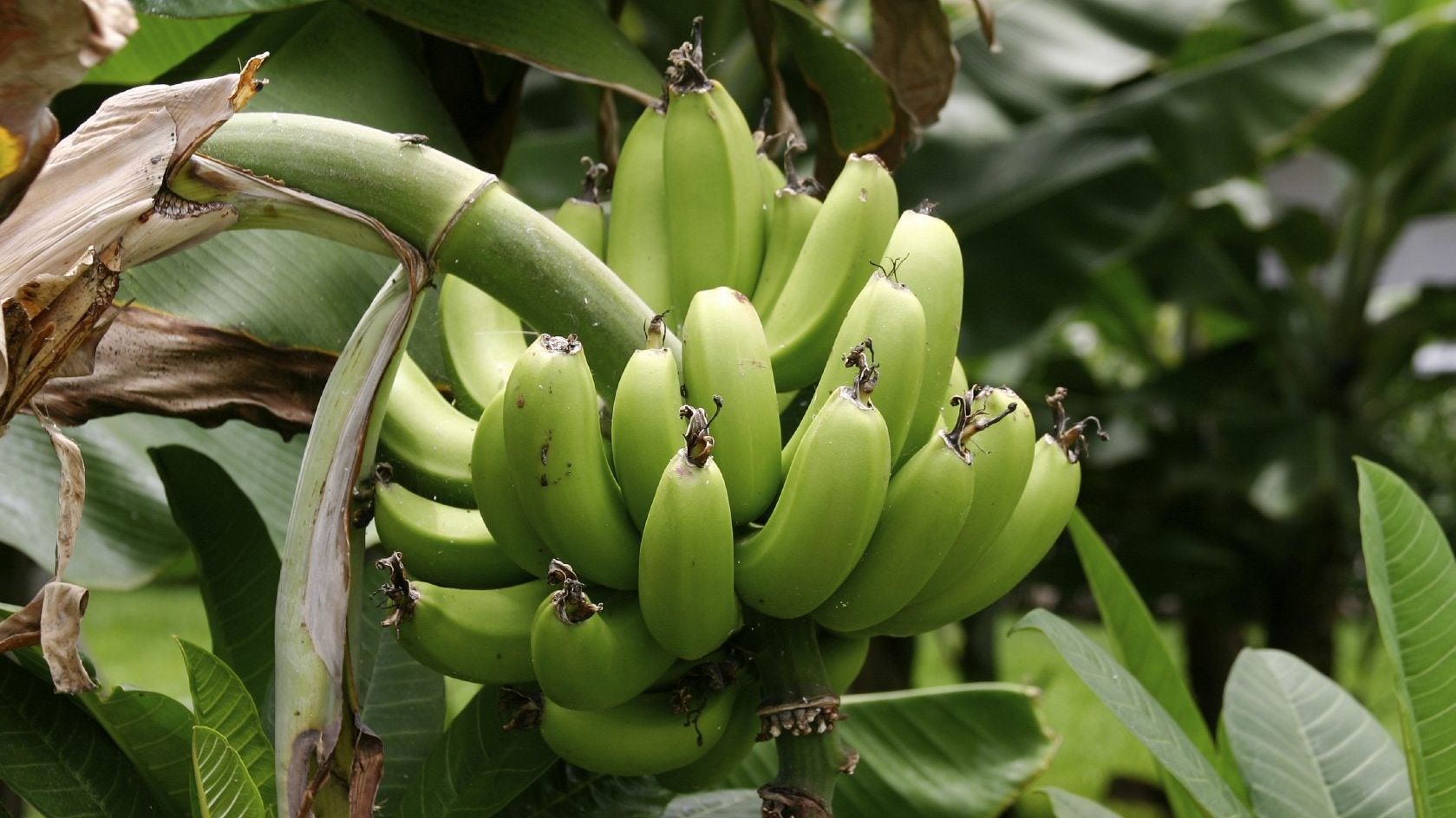 Ripe Plantain Tree