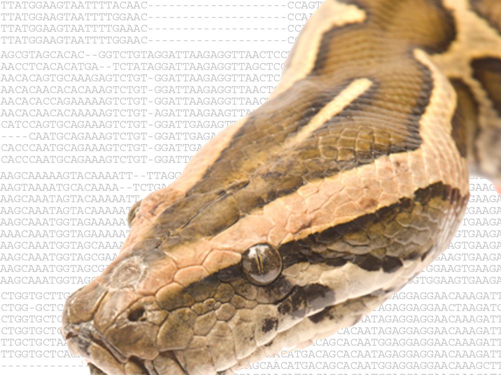 Prehistoric Snakes With Arms And Legs