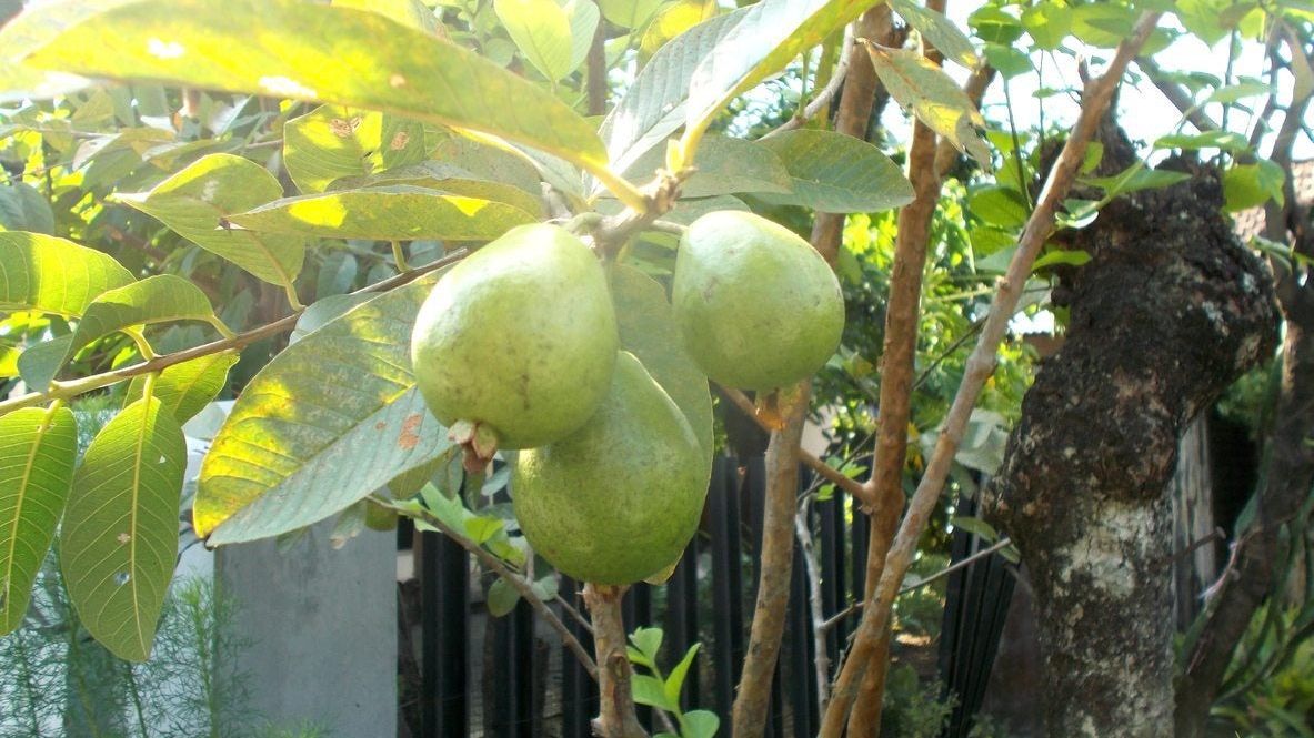 Guava Trees Pictures Guava Tree Kilo White Variety Tree – Everglades