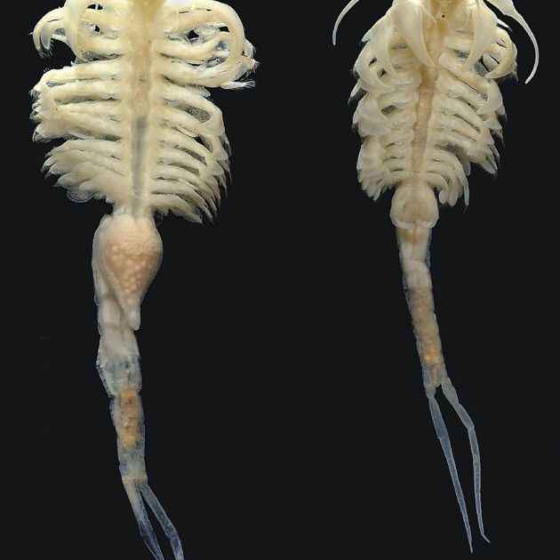 Sea Monkey World