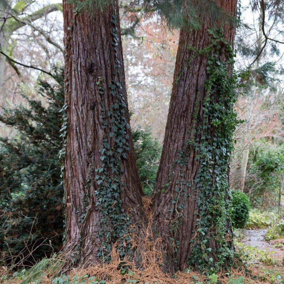Vines That Strangle Trees