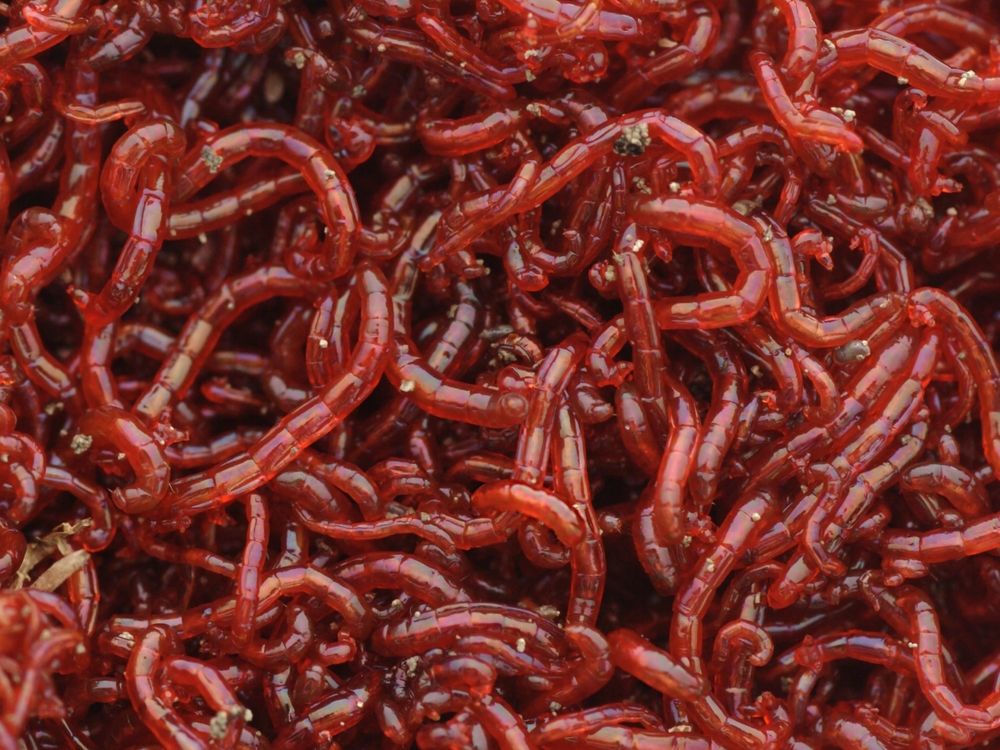 Worms That Live In Water Eerie New Worm Species Found Slithering In