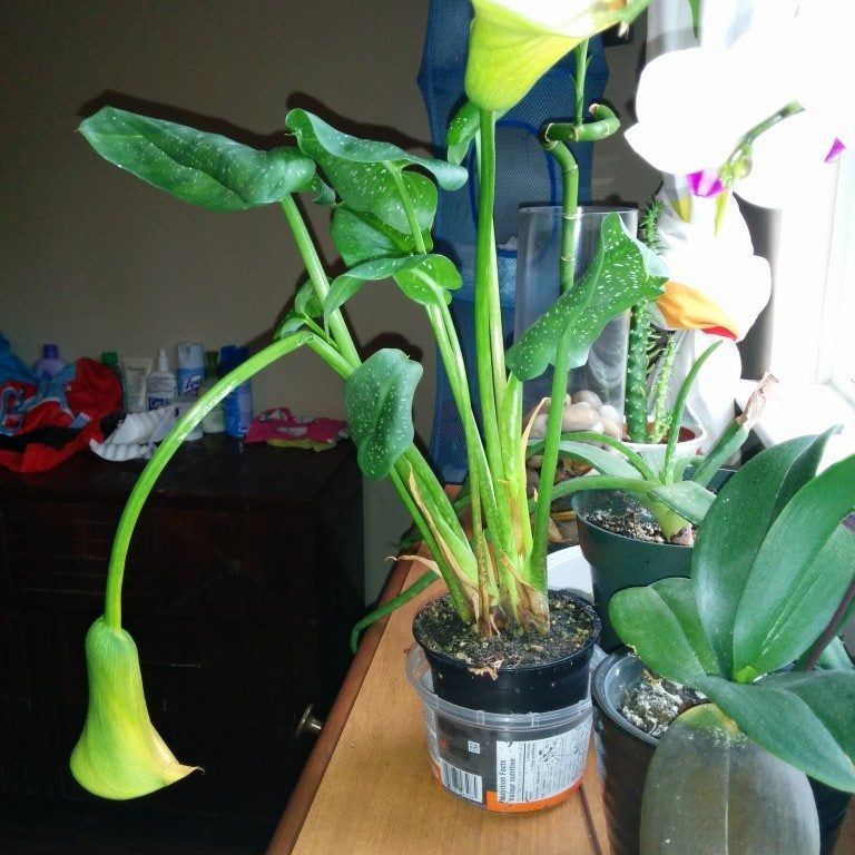Calla Lily Flowers Falling Over