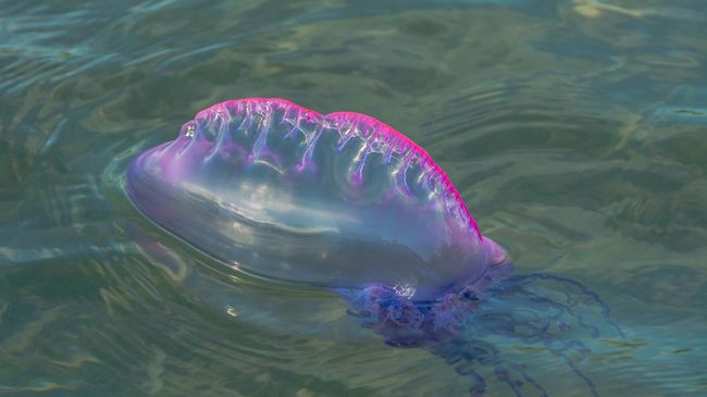 Man Of War Jellyfish Stings How To Survive A Portuguese Man O War