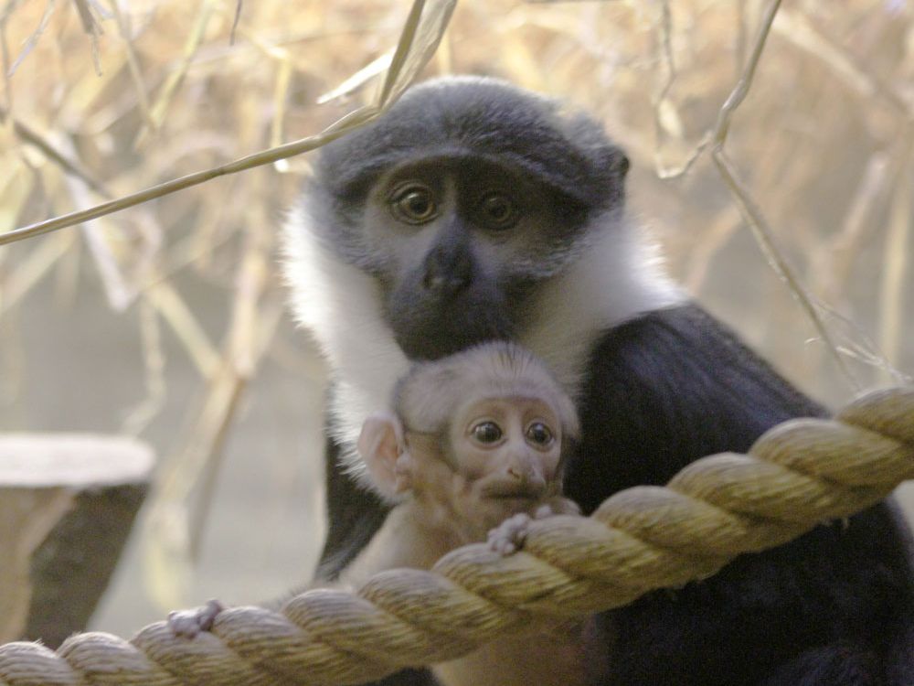 L Hoest Monkey