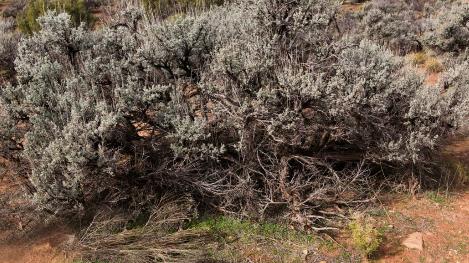 Sagebrush Flower