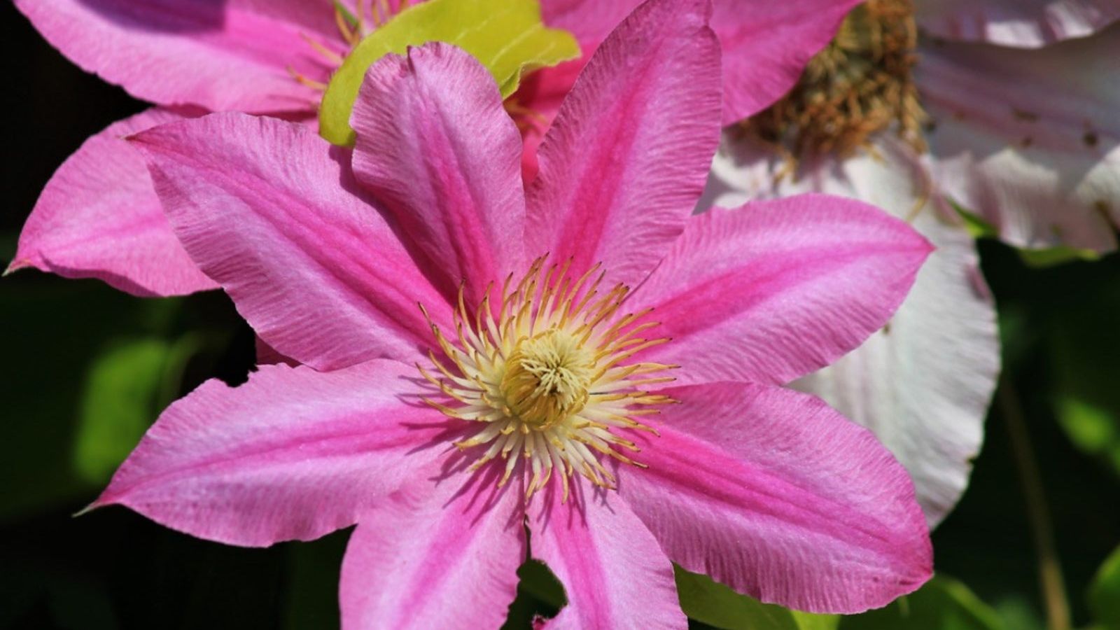 Propagating Clematis Clematis 'Piilu' Plants | Thompson & Morgan