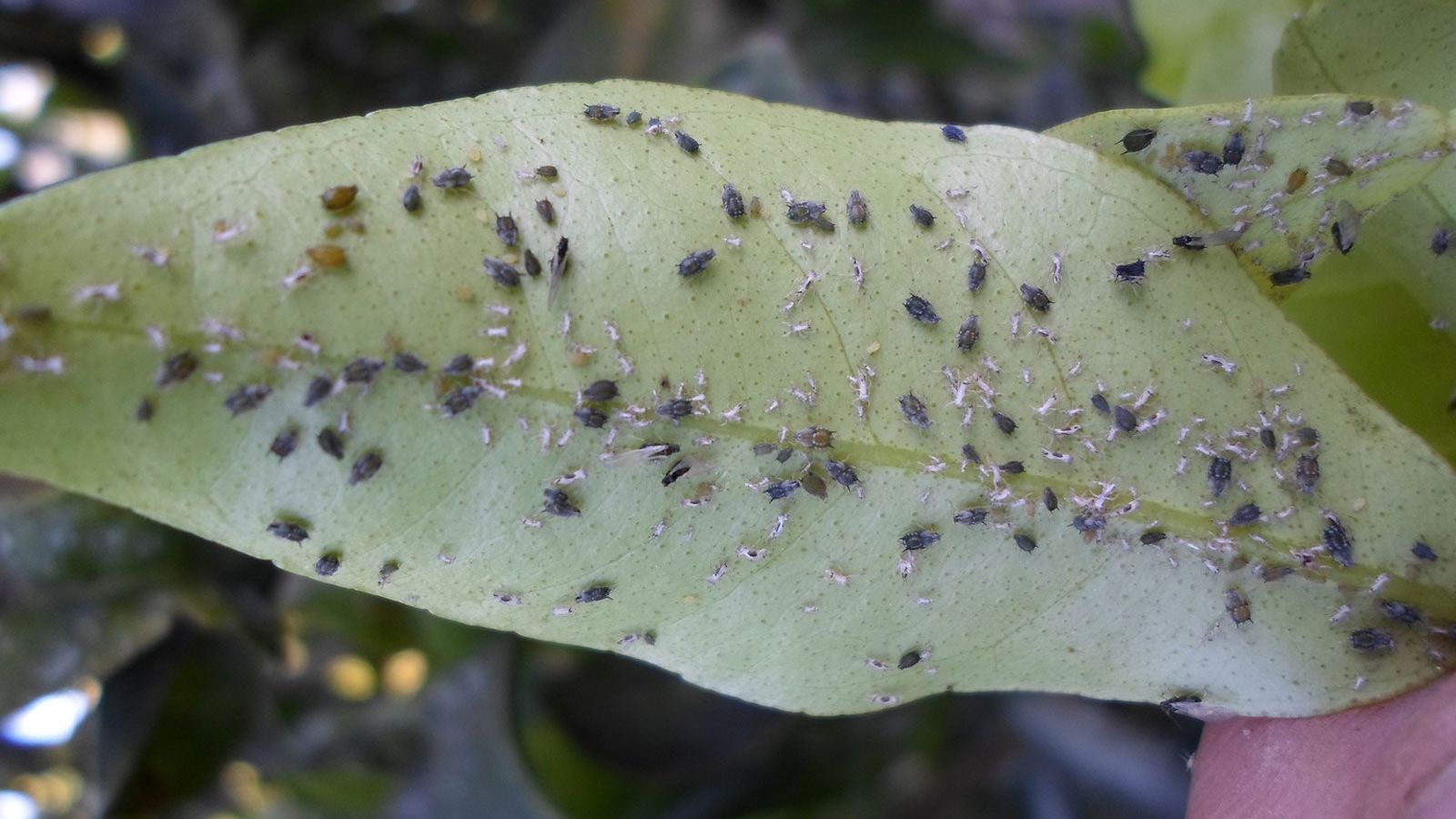 White Aphids On Indoor Plants