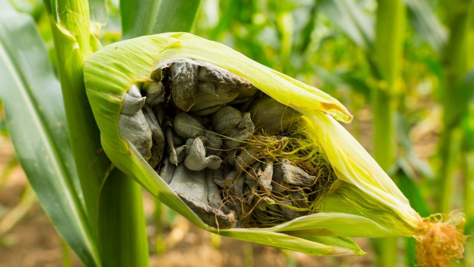 Corn Smut Recipe
