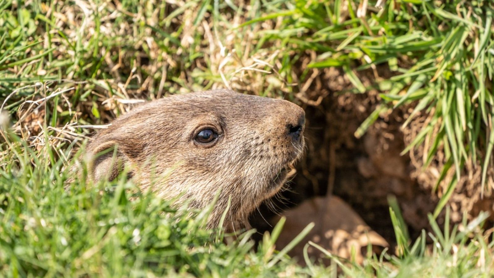 Best Poison For Gophers Gopher Killer Motomco