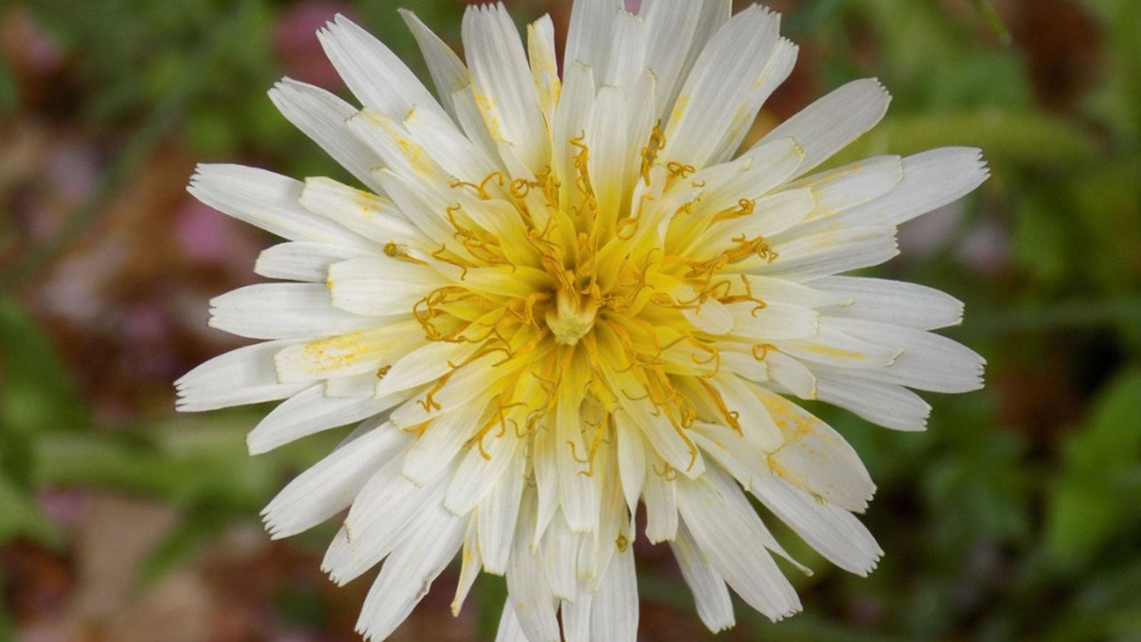 Yellow Dandelion Information