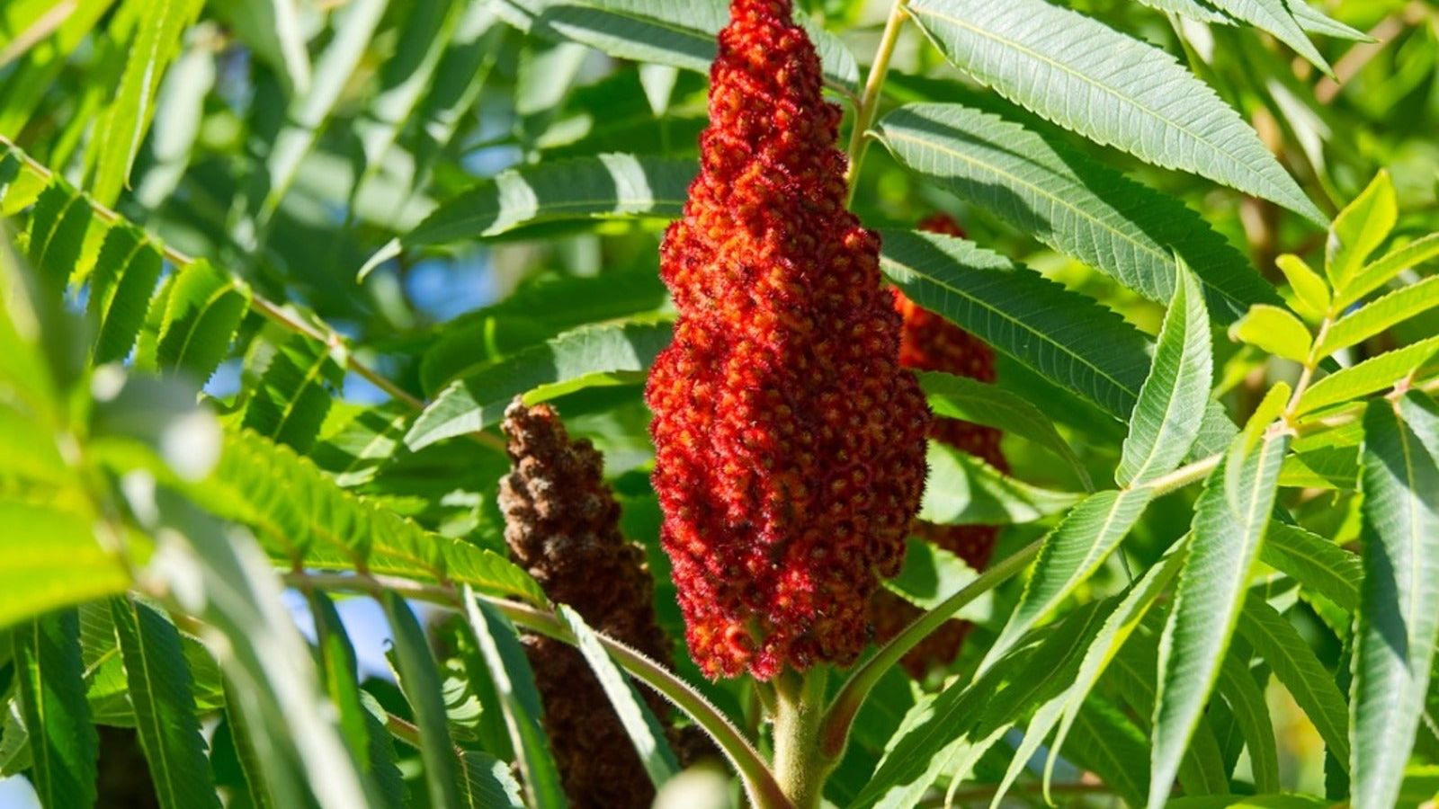 Poison Sumac Tree