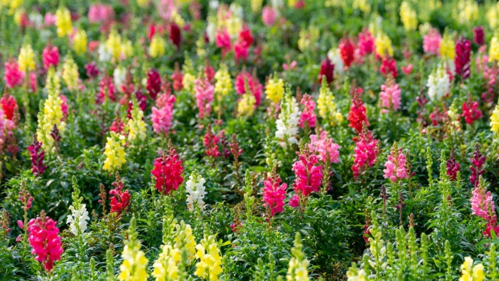 What Colors Do Snapdragons Come In