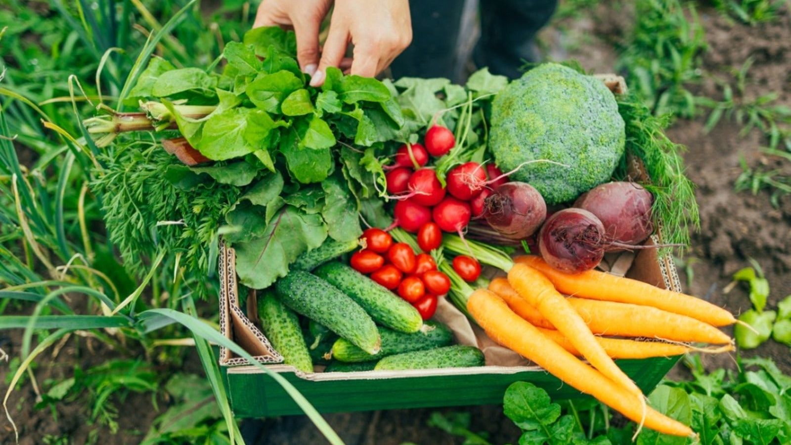 Midwest Vegetable Seed Planting Guide Vegetable Gardening