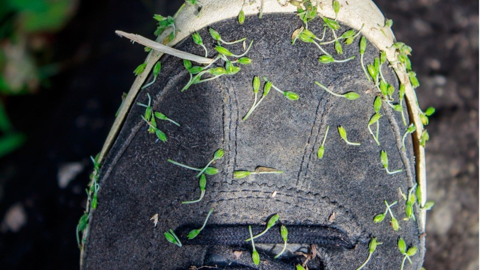 Sticky Weed Seed Dispersal