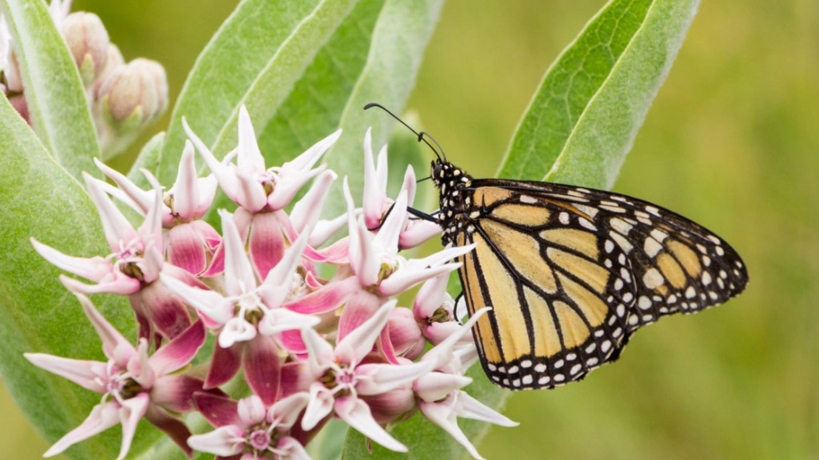 Types Of Milkweed For Monarchs