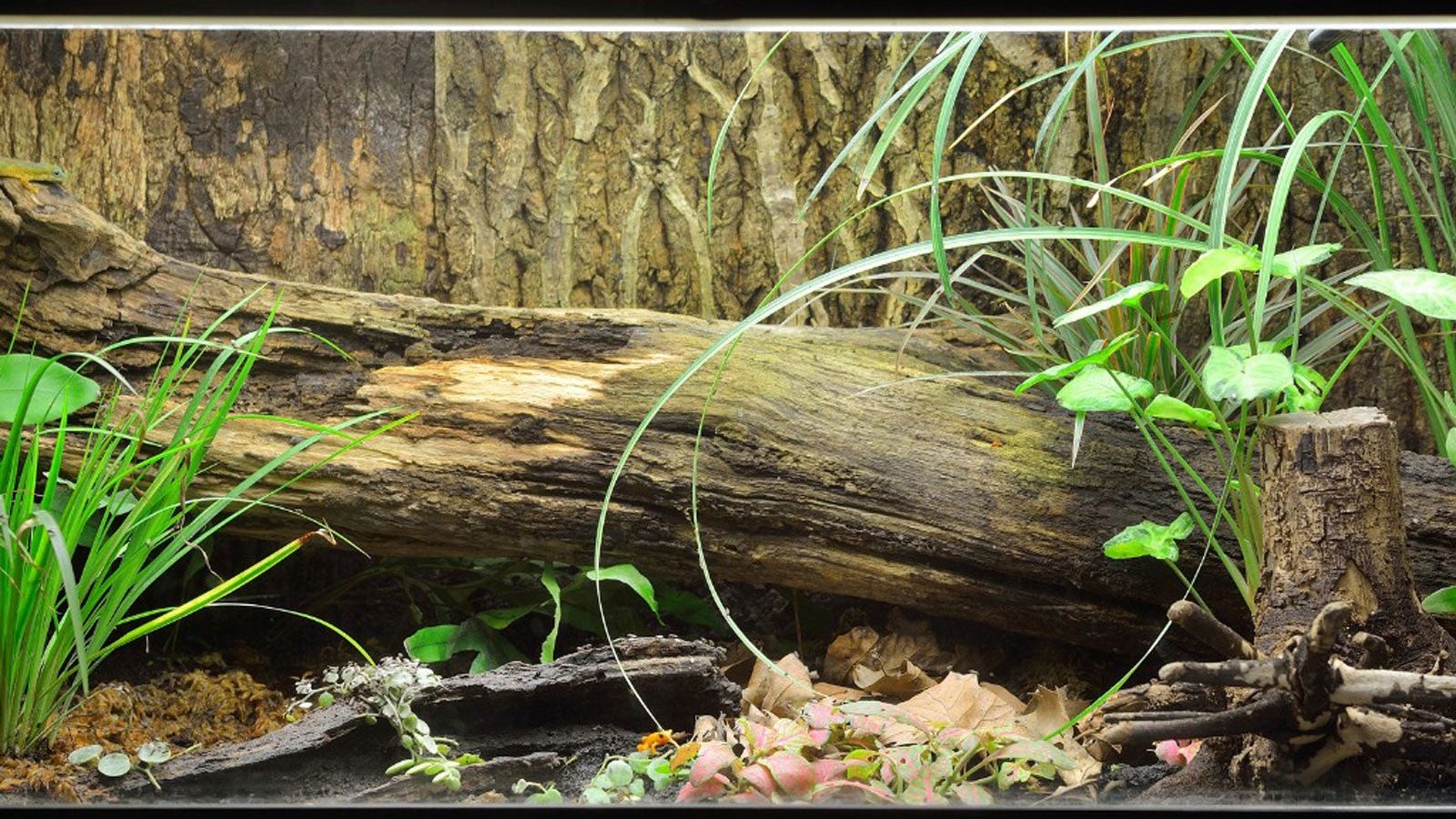 Modern Terrariums With Fish