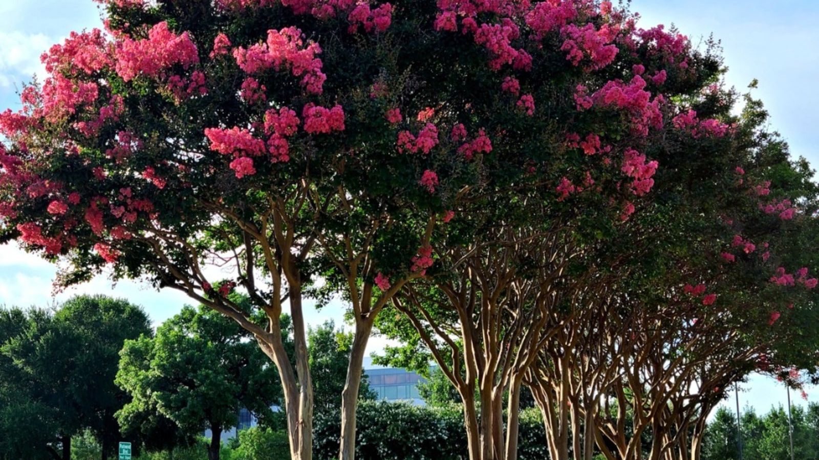 Small Flowering Trees That Bloom All Summer Summer Flowering Plants