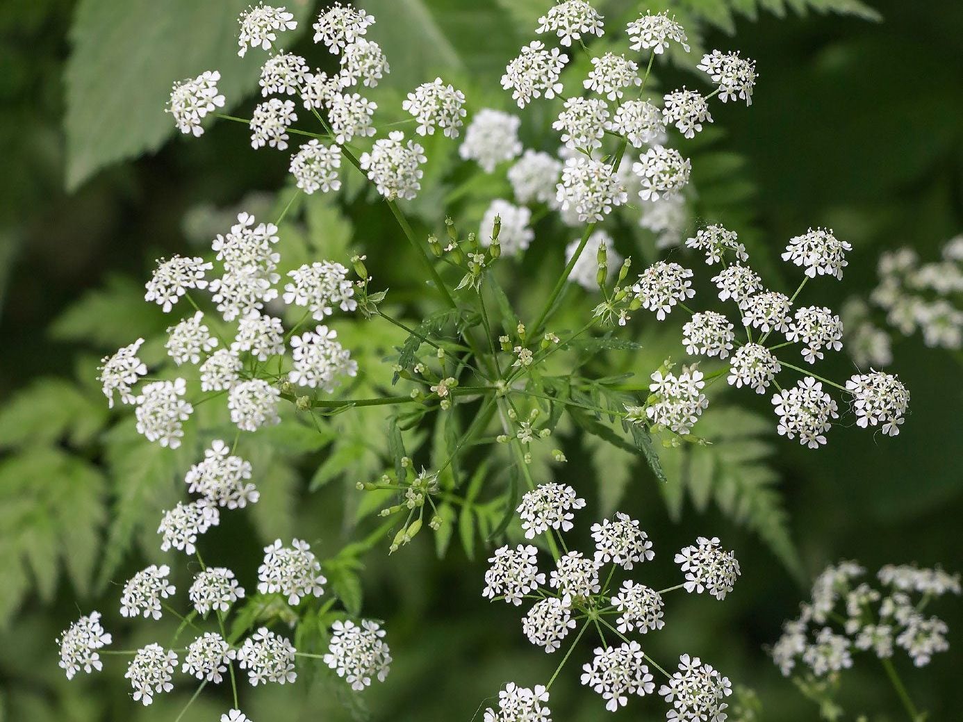 Poison Hemlock Identification Berries