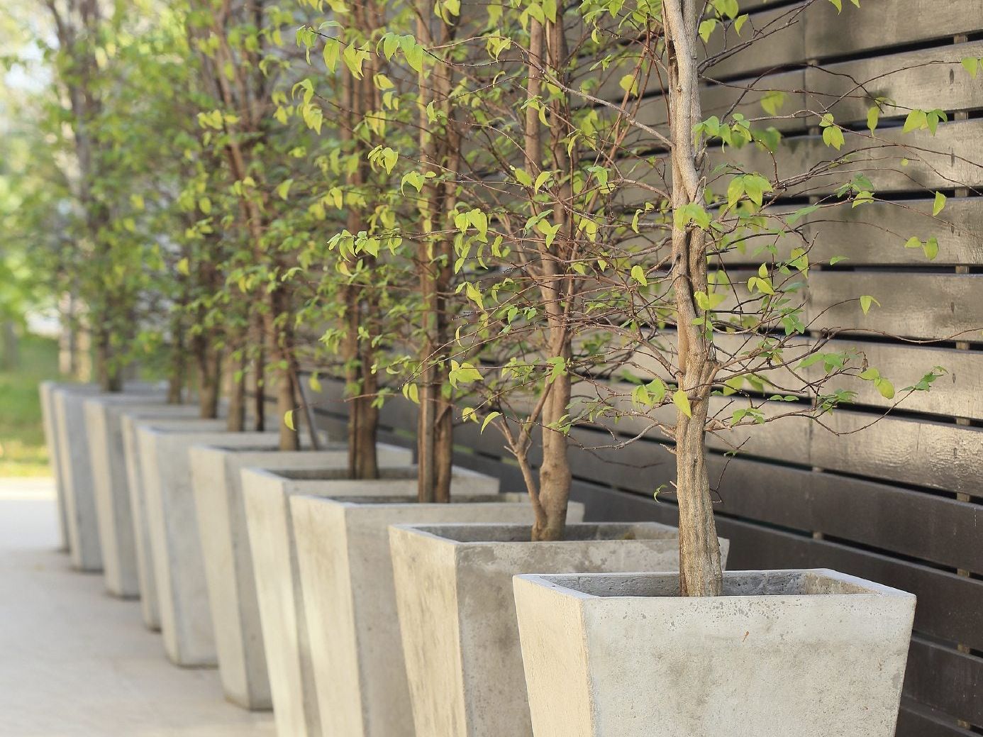 Best Trees For Container Planting Best Trees To Grow In Pots: Top