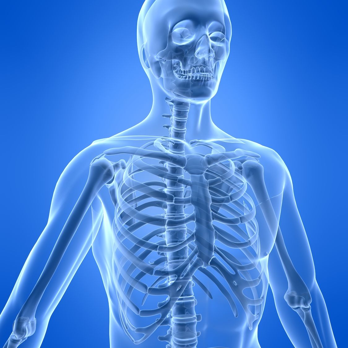 The Skeletal System Anatomy